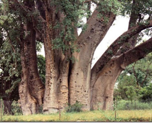 Life in Rhodesia: part three - Starts at 60