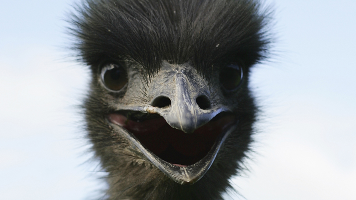 Mad Emu Emu HD Wallpaper | Background Image | 1920x1280