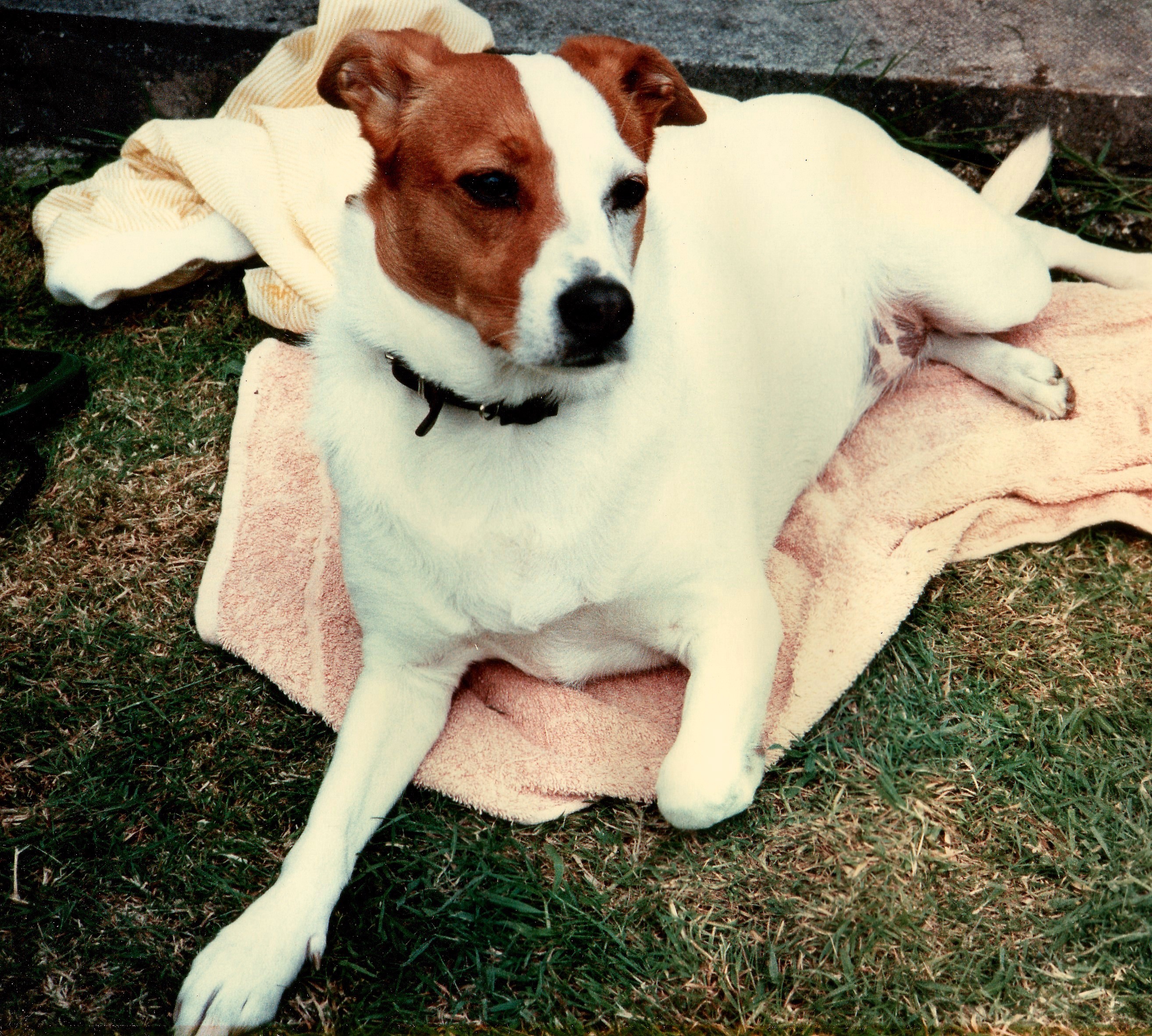 Meet our pets from over the years… - Starts at 60