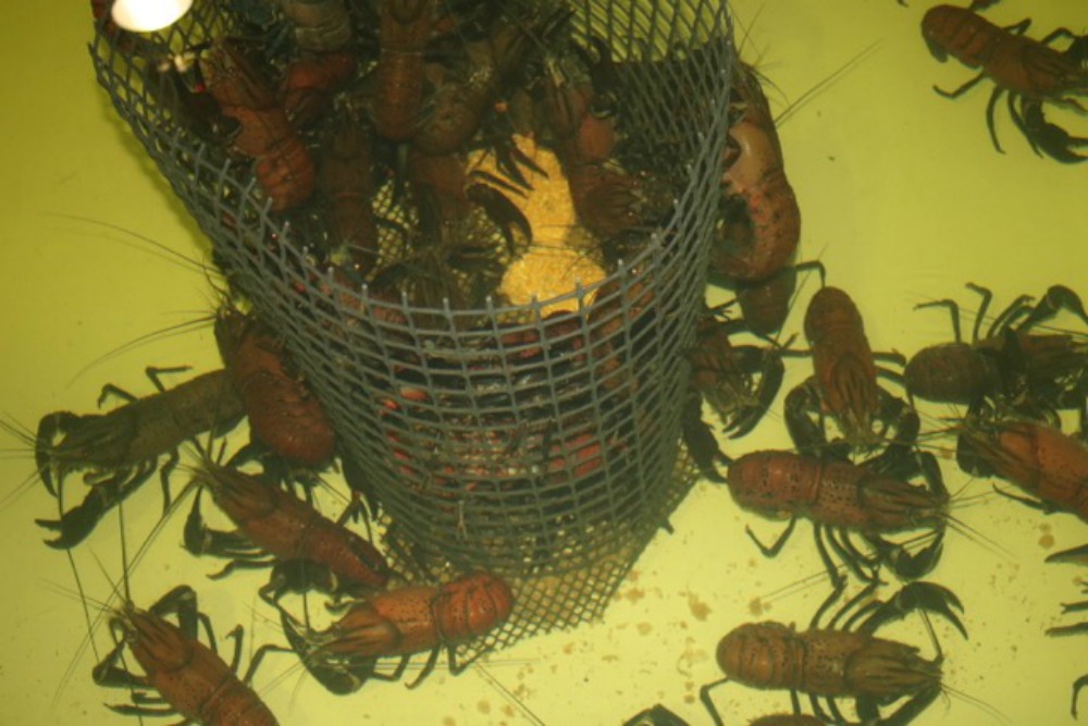 Marron and wine tasting on Kangaroo Island - Starts at 60