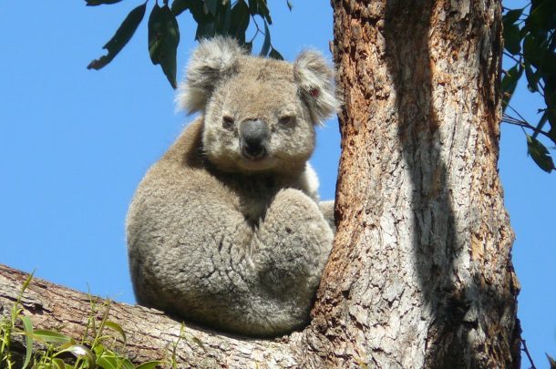 Over-60s behind the lens: Animals - Starts at 60