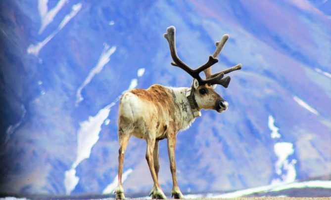 Over-60s behind the lens: Animals - Starts at 60