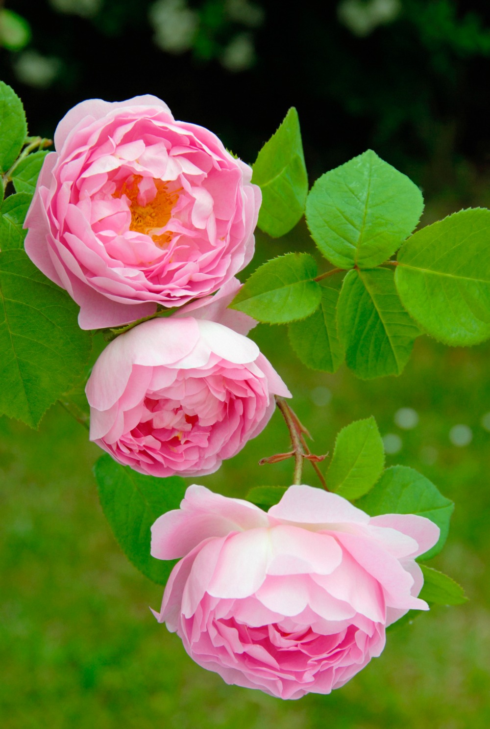 In memoriam: Photos of David Austin’s most beautiful roses - Starts at 60