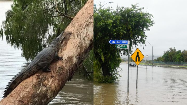 Massive Crocs Spotted In Townsville Streets As Terrifying Floods